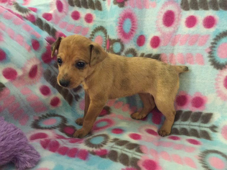 red merle | Hilltop Acres, Home of the Hilltop Harlequin Pinschers